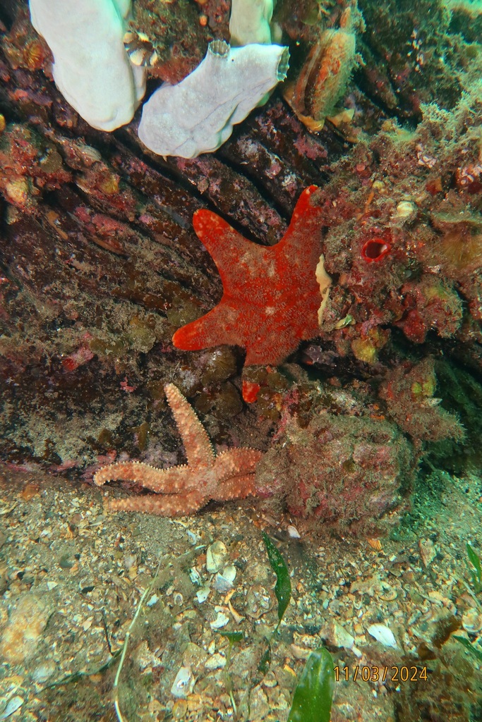 Velvet Sea Star from Edithburgh Jetty on March 11, 2024 at 10:30 AM by ...