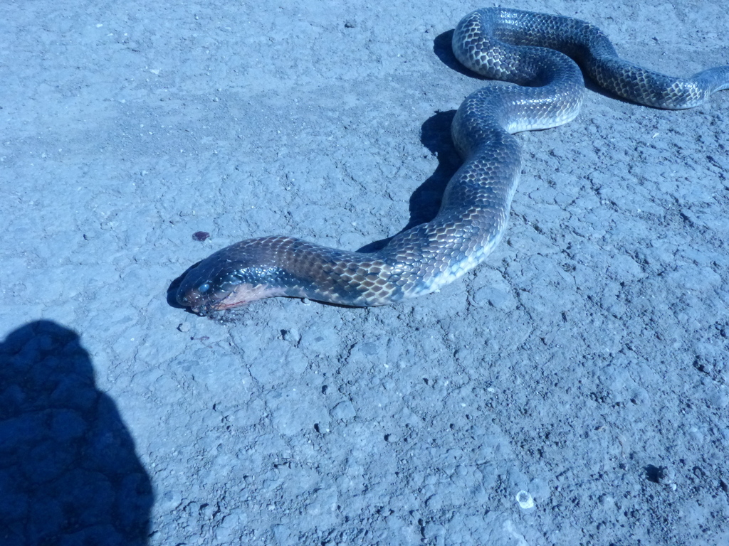 False Water Cobra in March 2024 by joaquin · iNaturalist