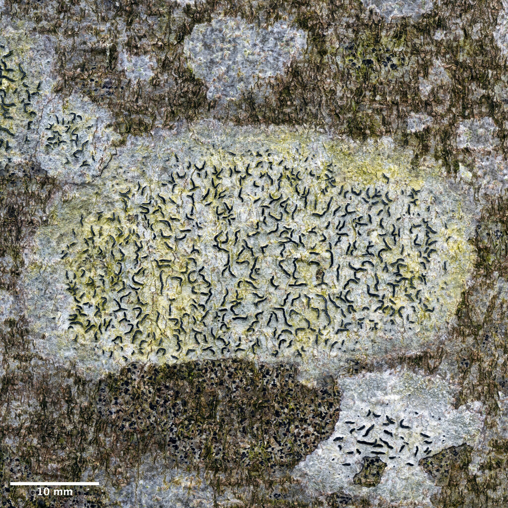 Common Script Lichen from 5734 Reinach, Switzerland on March 14, 2024 ...