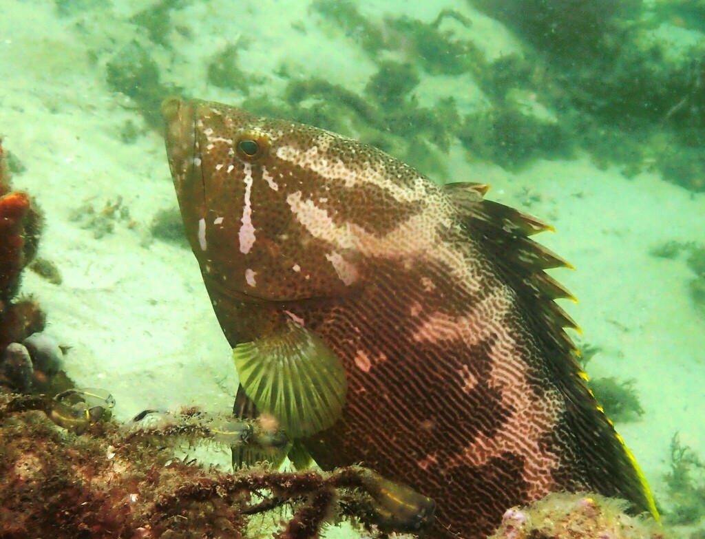 Maori Rockcod from Port Stephens, NSW, Australia on 03 March, 2024 at ...
