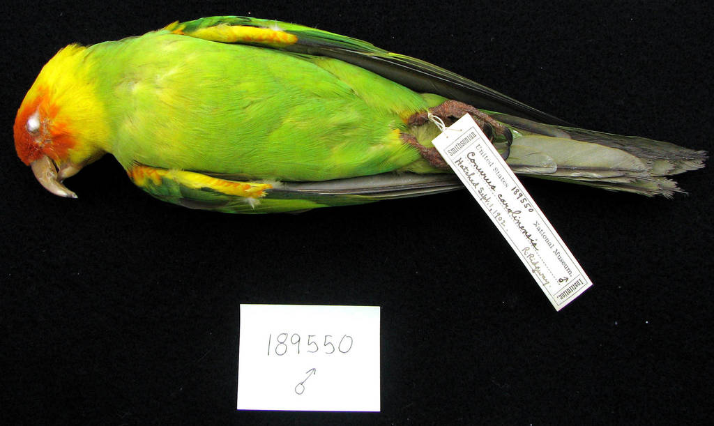 Carolina Parakeet (Birds of Alabama) · iNaturalist