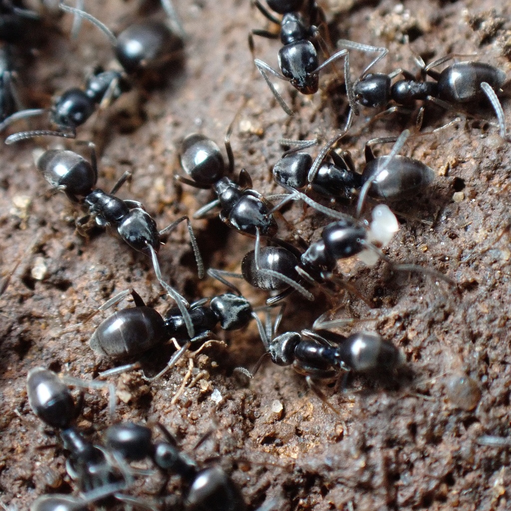 Tapinoma from 38889 Blankenburg, Germany on March 10, 2024 at 05:14 PM ...