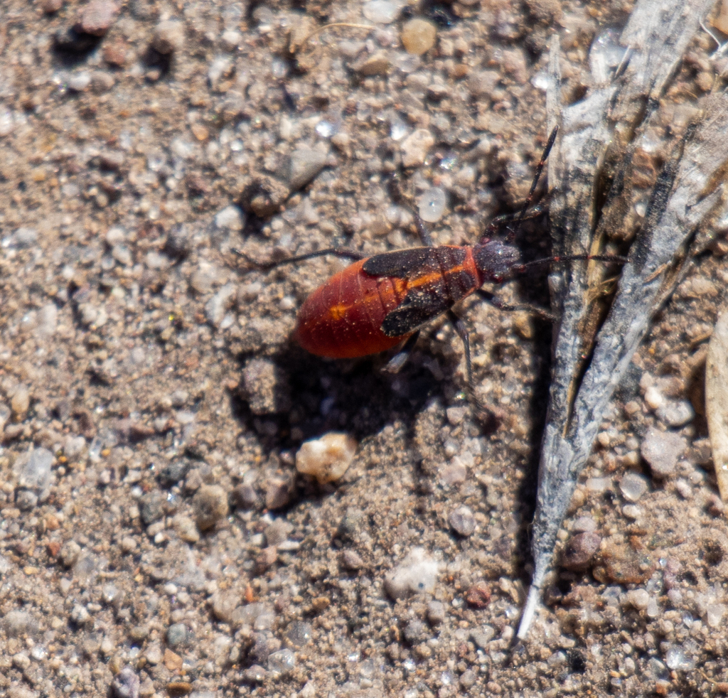 Eastern Boxelder Bug from Catron County, NM, USA on March 14, 2024 at ...