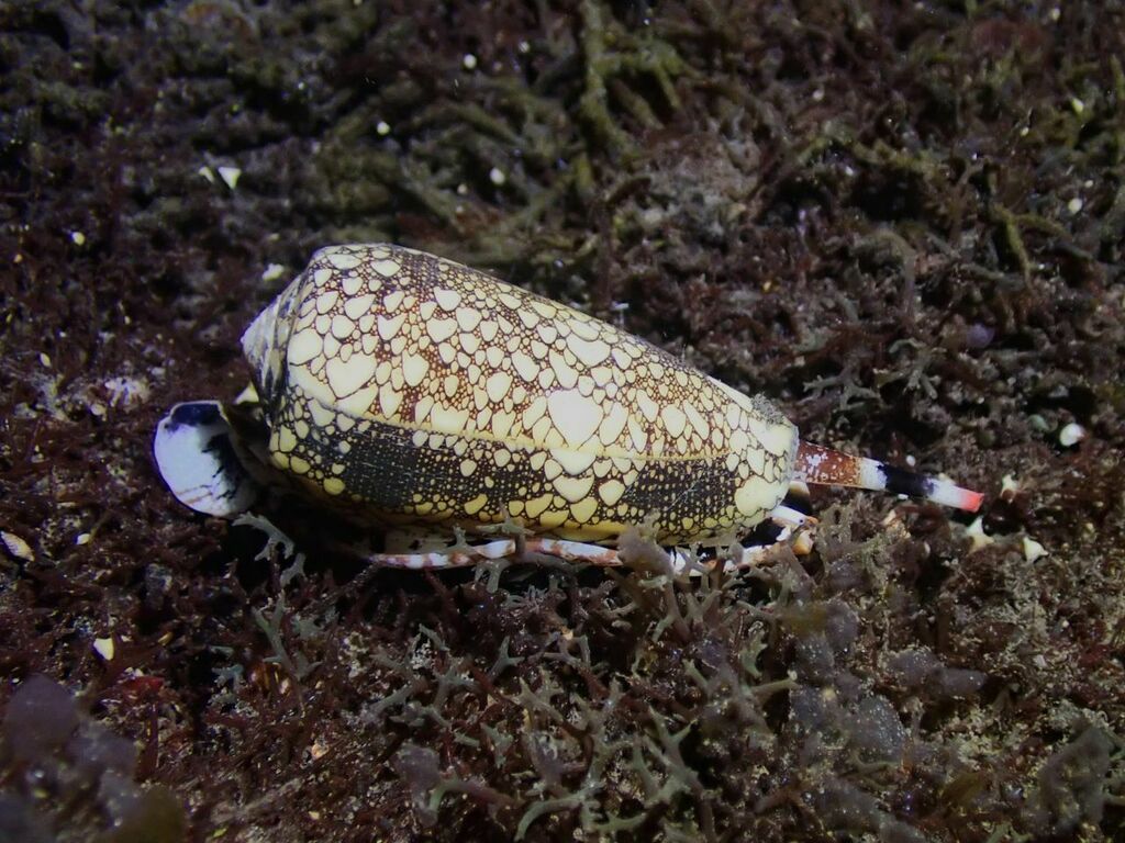 Omaria Cone from Karang Asem, ID-BA, ID on March 14, 2024 at 07:36 PM ...