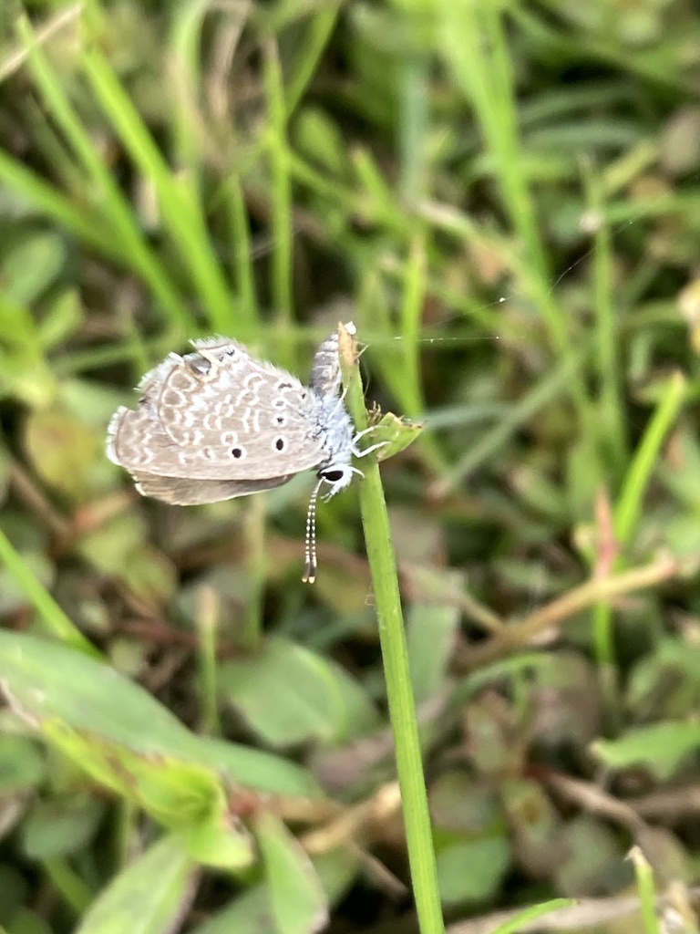 Ceraunus Blue from S 33rd St, Fort Pierce, FL, US on March 14, 2024 at ...