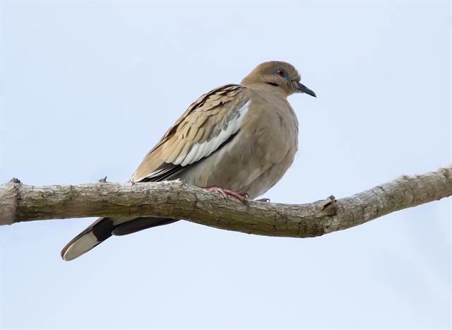 White-winged Dove (Birds of Alabama) · iNaturalist