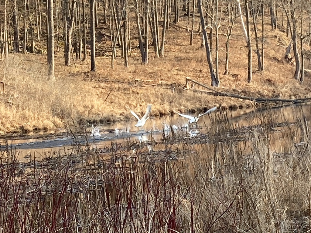 Trumpeter Swan from Cataraqui Trail, South Frontenac, ON, CA on March ...