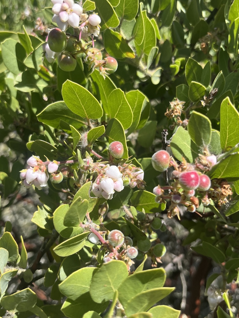 Arctostaphylos catalinae en marzo de 2024 por Lauren Rocheleau ...