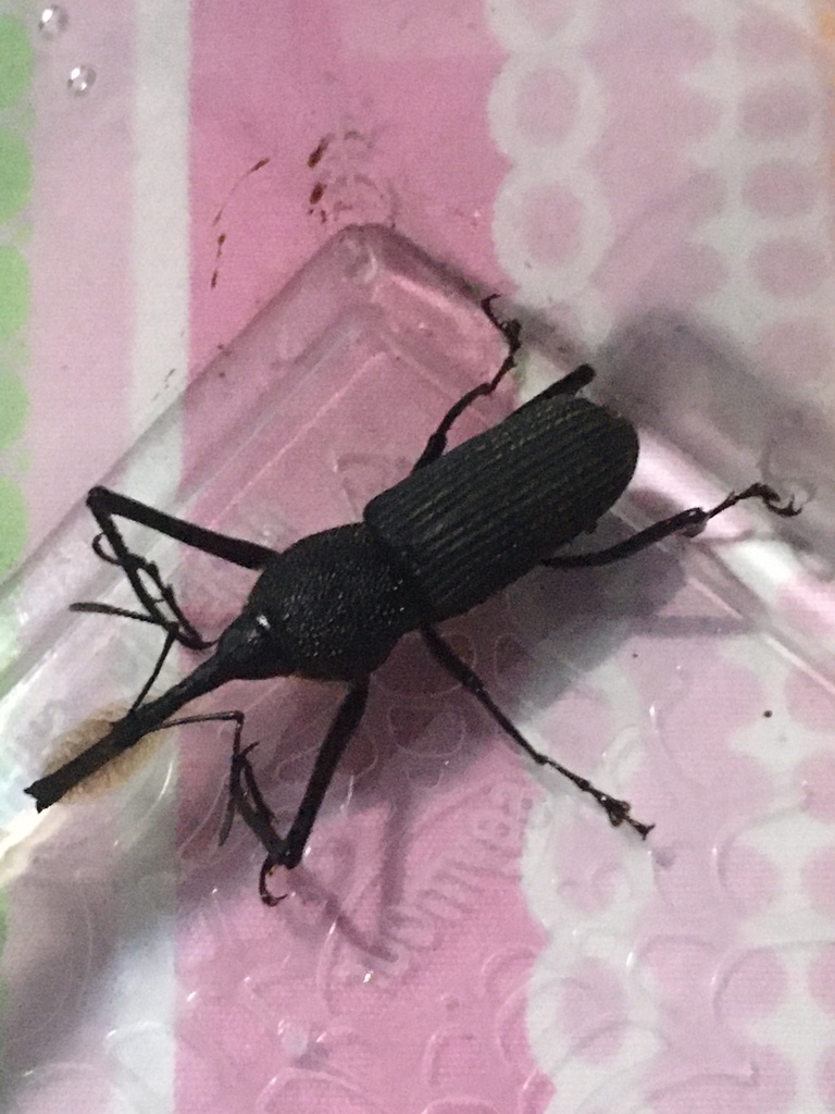 Bearded Weevil from Calle Primavera, Pococi, Limon, CR on March 9, 2024 ...