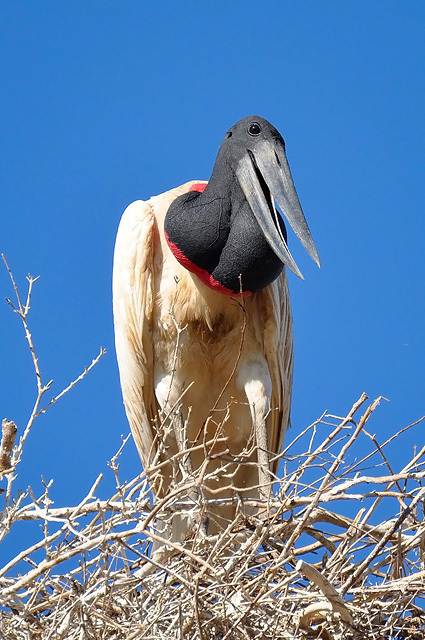 Wood Stork (Birds of Alabama) · iNaturalist