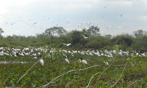 Wood Stork (Birds of Alabama) · iNaturalist