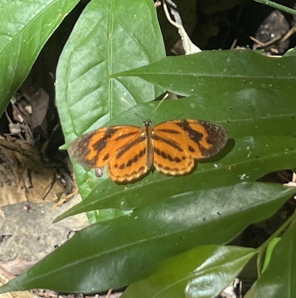 Tiger Crescent from Madre de Dios, PE on March 3, 2024 at 09:32 AM by ...