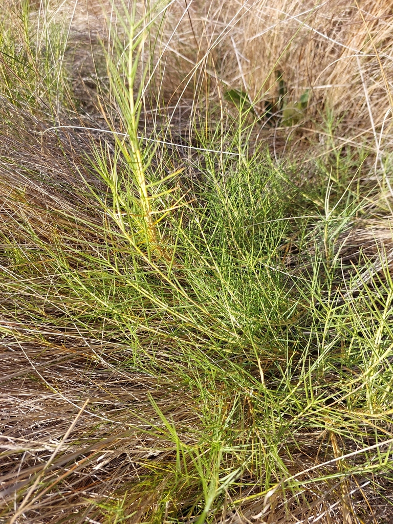 Australian Salt-grass from Wyndham - South, AU-VI, AU on March 15, 2024 ...