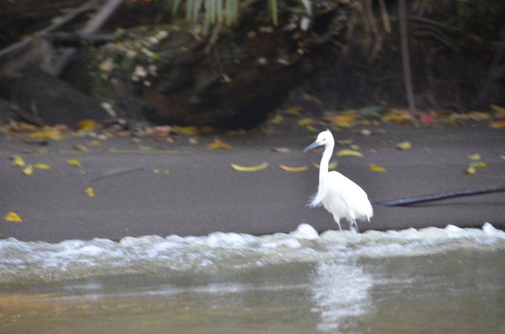 Snowy Egret from Limón Province, Pococí, Costa Rica on March 4, 2024 at ...