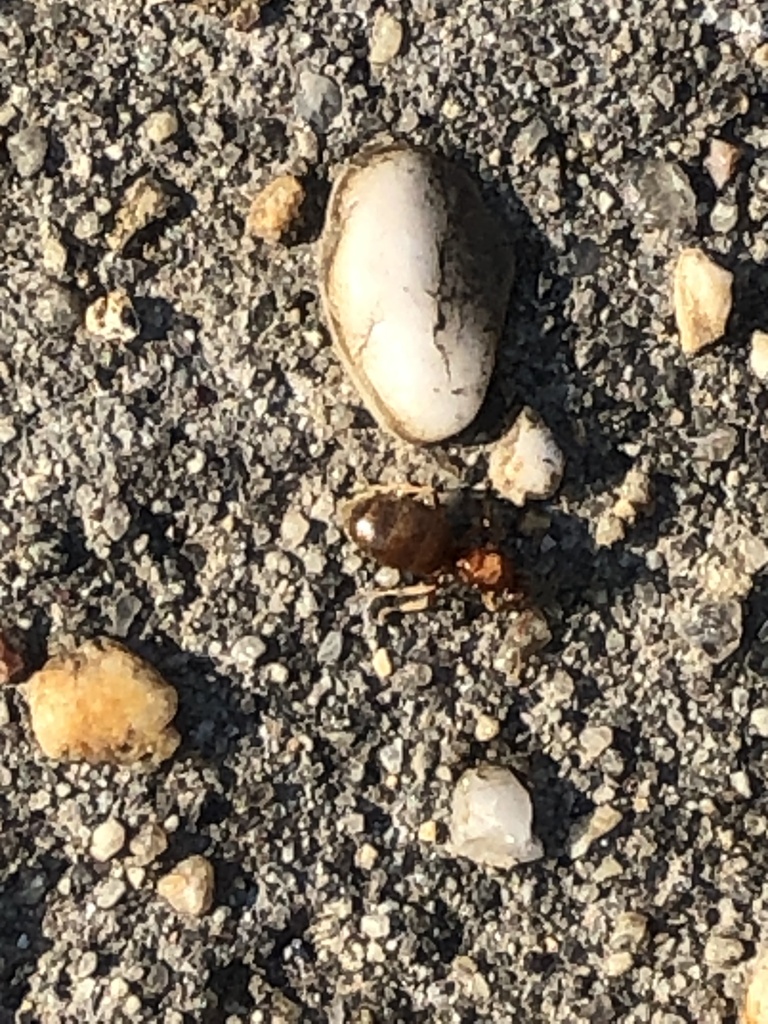 American Winter Ant from Manhattan, New York, NY, US on March 14, 2024 ...