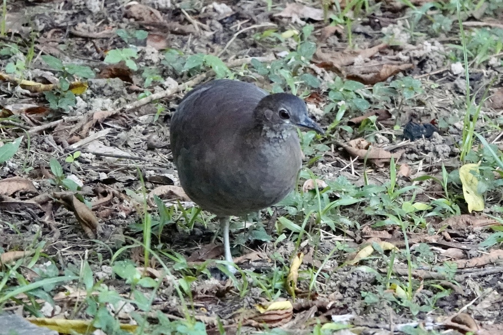 Crypturellus undulatus (Aves Reserva ProAves El Jaguar ) · iNaturalist