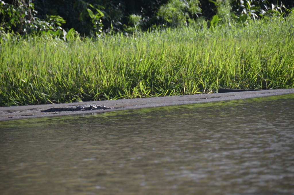 American Crocodile in March 2024 by Liam Steele. The boat ride from La ...