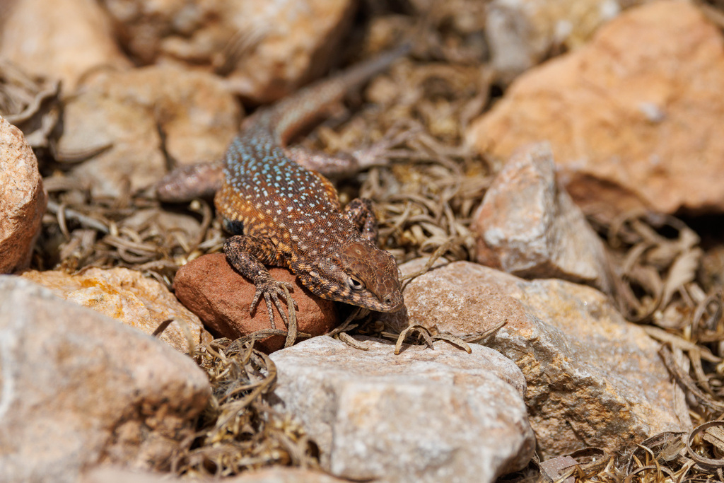 Western Side-blotched Lizard from Virgin, UT, USA on March 14, 2024 at ...