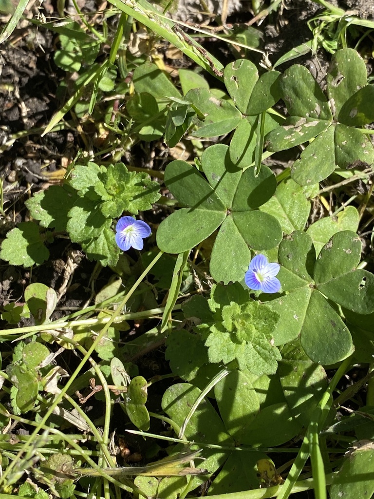 bird's-eye speedwell from Bradley Elementary School, Watsonville, CA ...