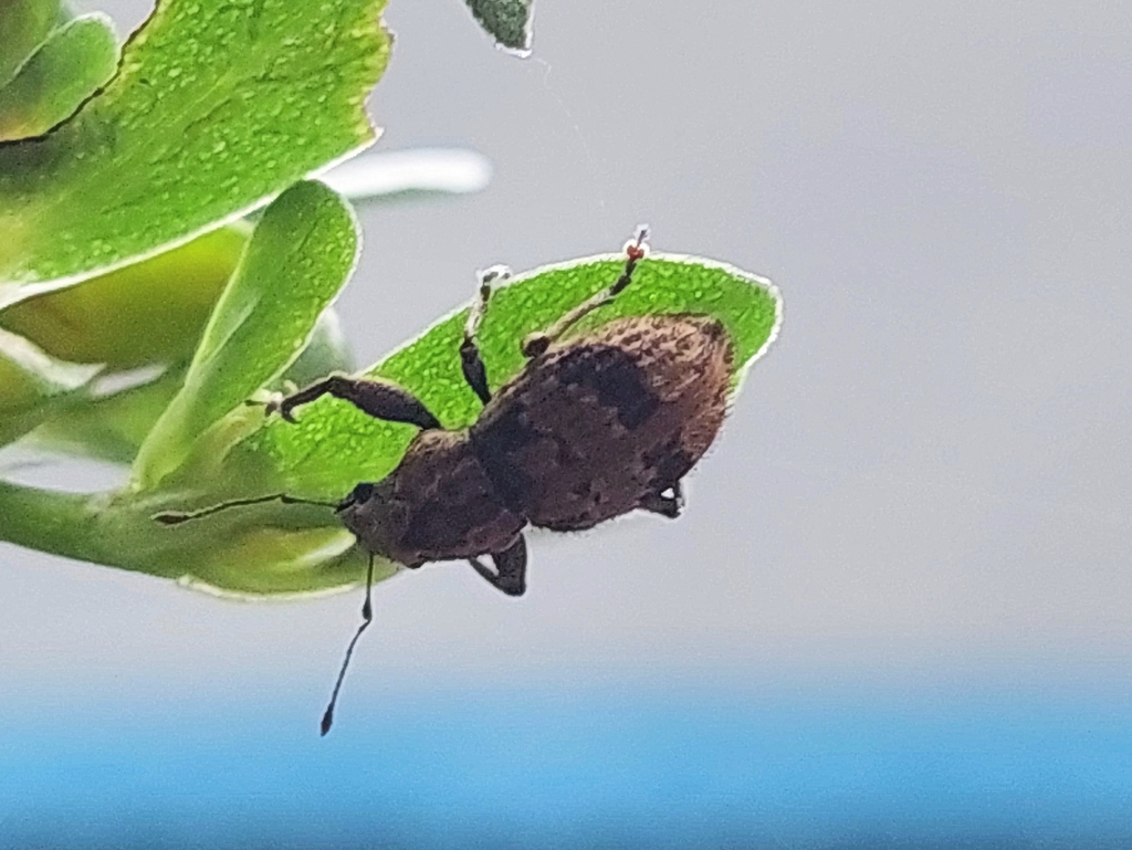 Pantomorus postfasciatus from Belgrano R, Buenos Aires, Argentina on ...
