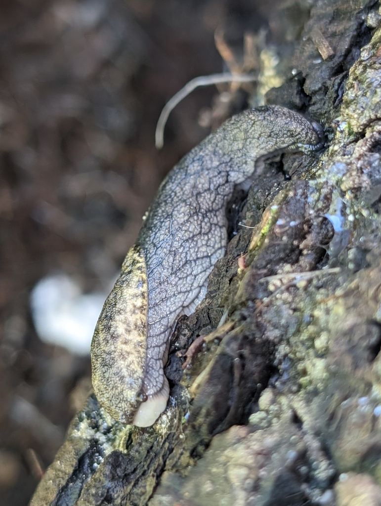 Reticulate Taildropper from Li Ka Shing: West Crescent, Berkeley, CA ...