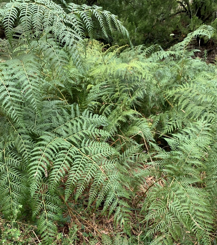 Austral Bracken from City of Onkaparinga, Cherry Gardens, SA, AU on ...