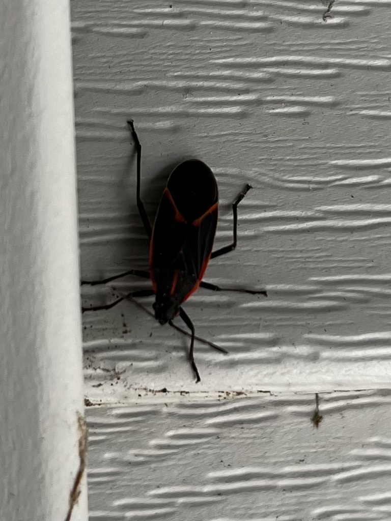 Eastern Boxelder Bug from Karlin Ct, East Lansing, MI, US on October 18 ...