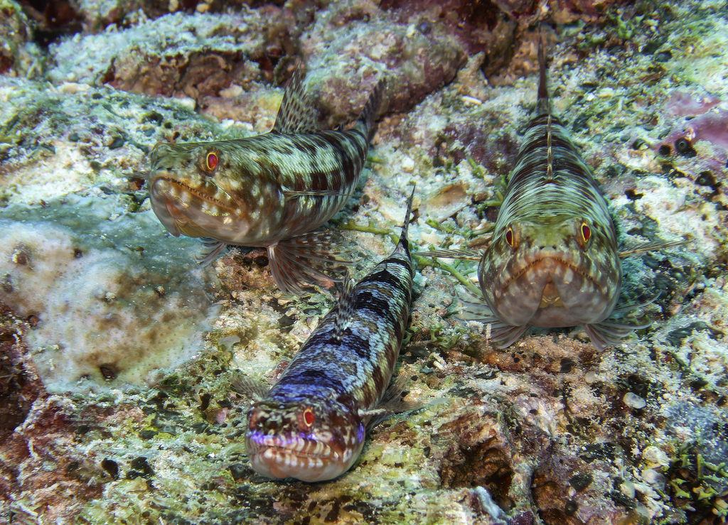 Variegated Lizardfish from Desa, Lamanggau, Tomia, Kabupaten Wakatobi ...