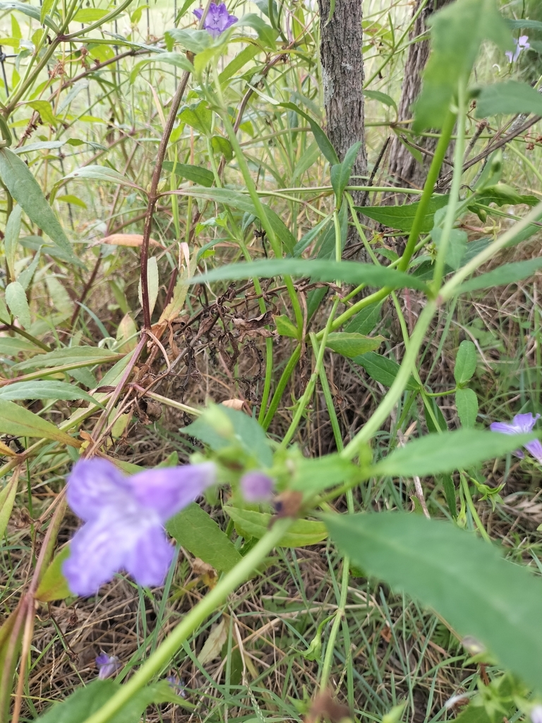 koala bells from Jimboomba QLD 4280, Australia on March 14, 2024 at 11: ...
