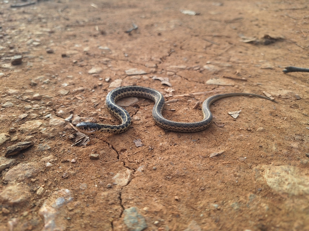 Eastern Garter Snake from Charlottesville, VA 22911, USA on March 14 ...