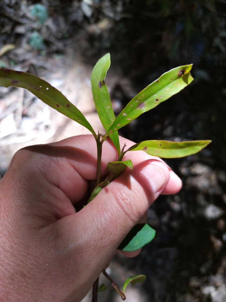 Myrtle Rust from Mareeba, AU-QL, AU on March 13, 2024 at 01:58 PM by ...