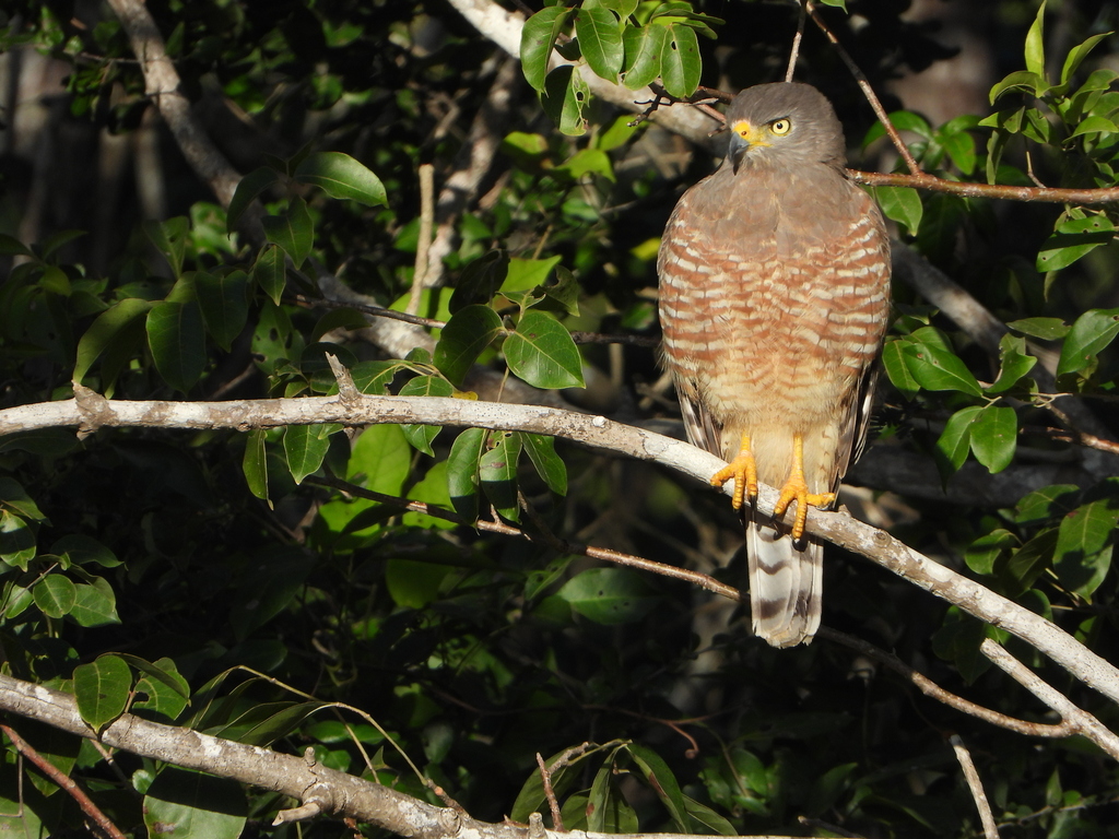 Roadside Hawk from Playa del Carmen, Q.R., México on February 6, 2024 ...