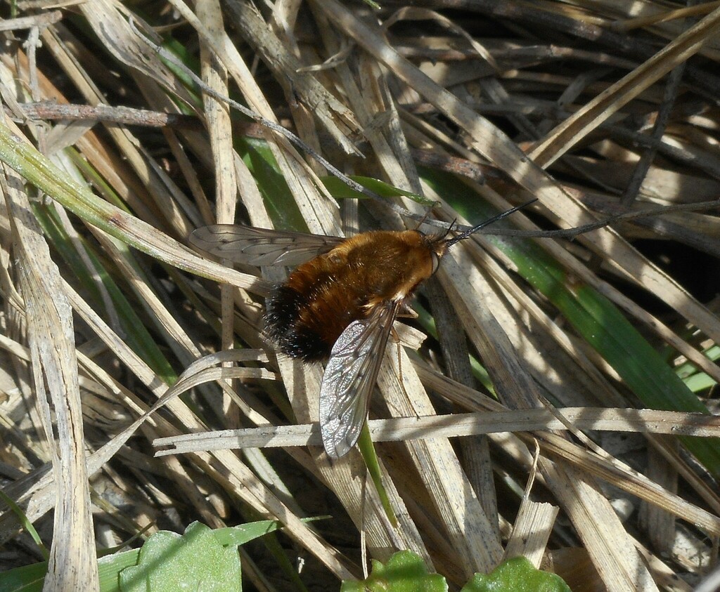 Dotted Bee Fly from Metropolitan City of Bologna, Italy on March 14 ...