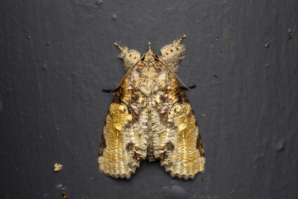 Gadirtha impingens from MCM Nature Discovery Villa (Stephen's Place ...