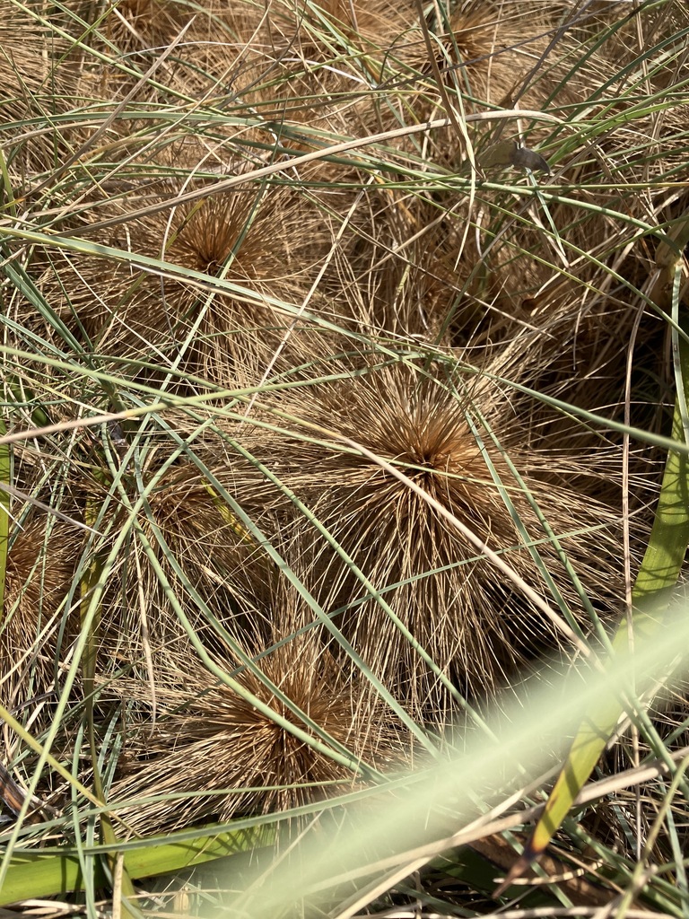 Beach Spinifex from Rottnest Island WA 6161, Australia on January 21 ...