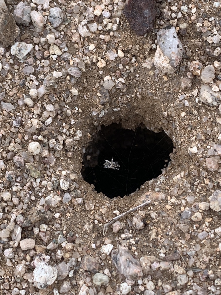 Spiders from Vail, AZ, US on March 14, 2024 at 04:38 PM by shelbyrdie ...