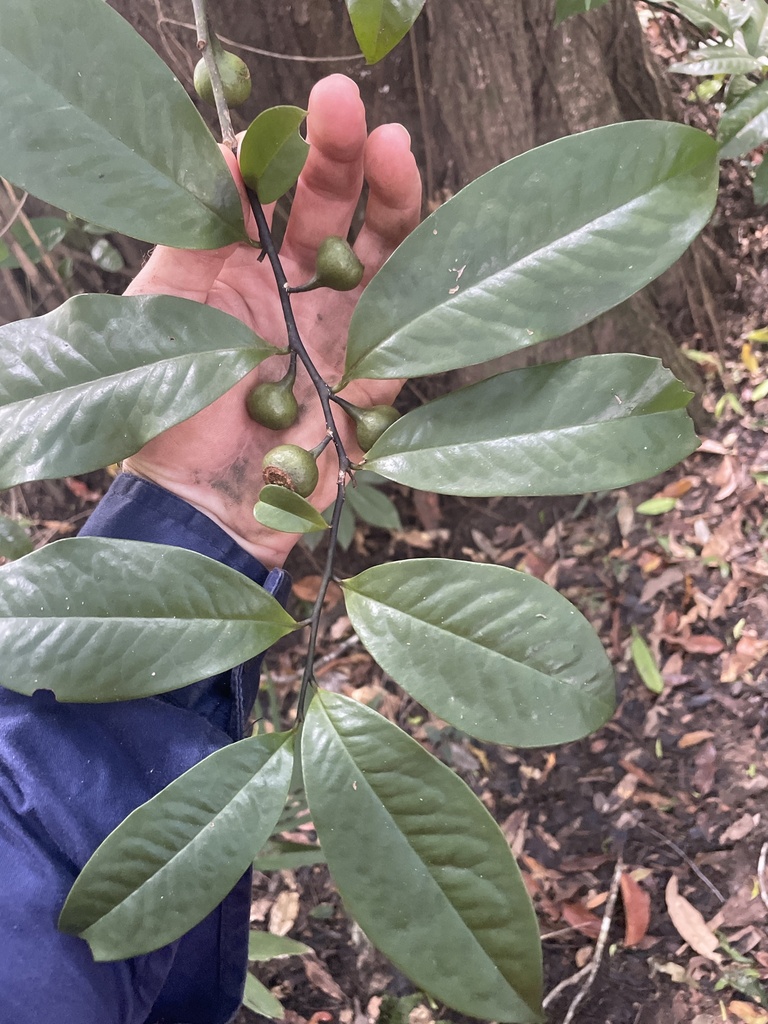 Bolwarra from Mooloolah Valley, QLD, AU on March 15, 2024 at 09:35 AM ...