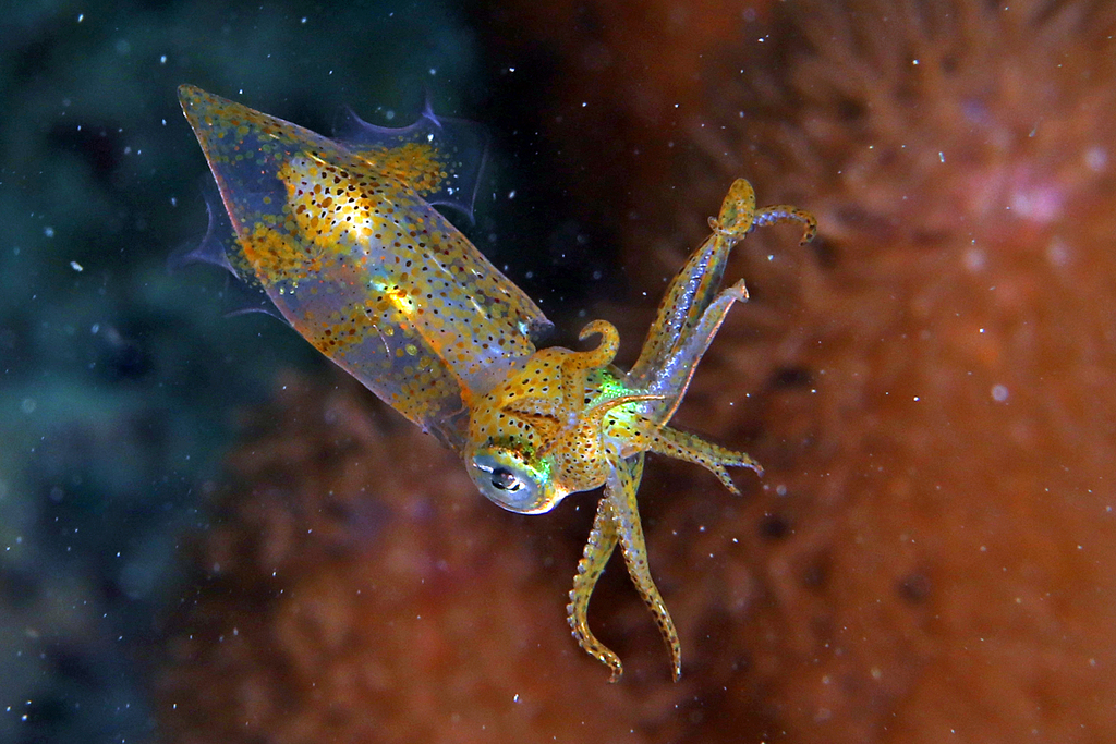 Grass Squid (Cephalopods of the United States) · iNaturalist