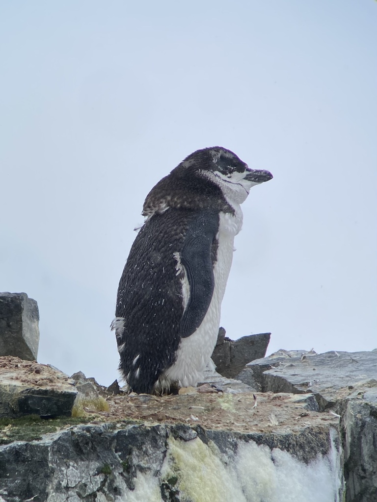 Chinstrap Penguin from AQ on March 14, 2024 at 01:27 PM by ingvildriska ...