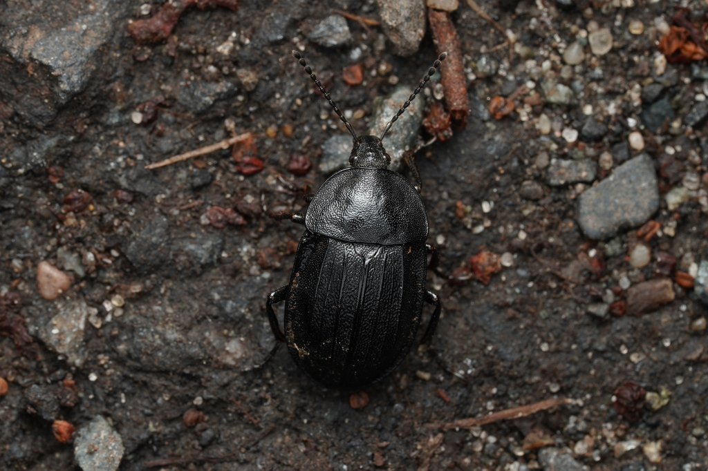 Black snail beetle from Braunschweig, Niedersachsen, Germany on March ...