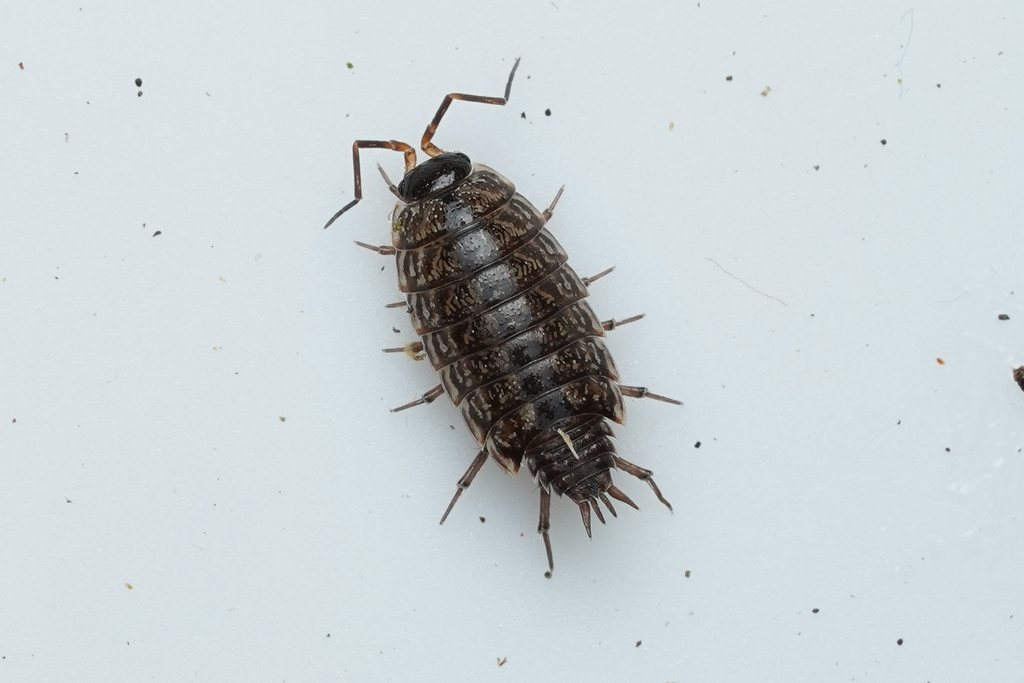 Common Striped Woodlouse from 38 Braunschweig-Wabe-Schunter-Beberbach ...