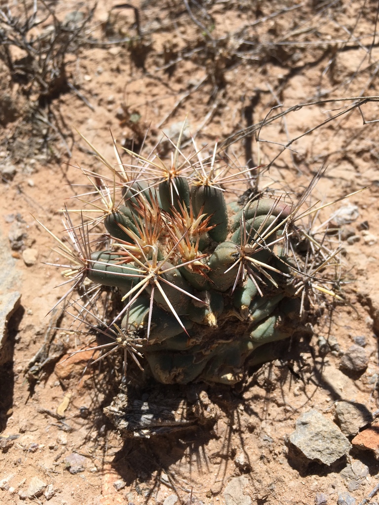 Stout Needle Mulee in April 2019 by Cecelia Alexander · iNaturalist