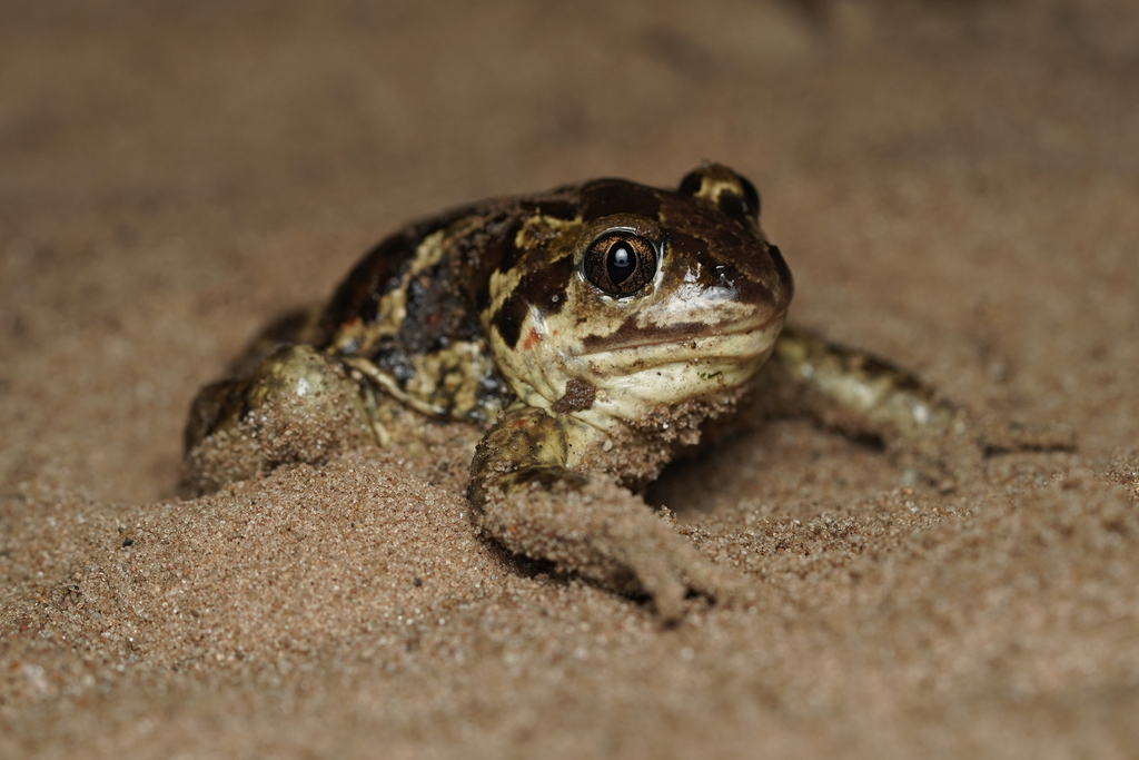 Common Spadefoot in March 2024 by Sven Gippner · iNaturalist