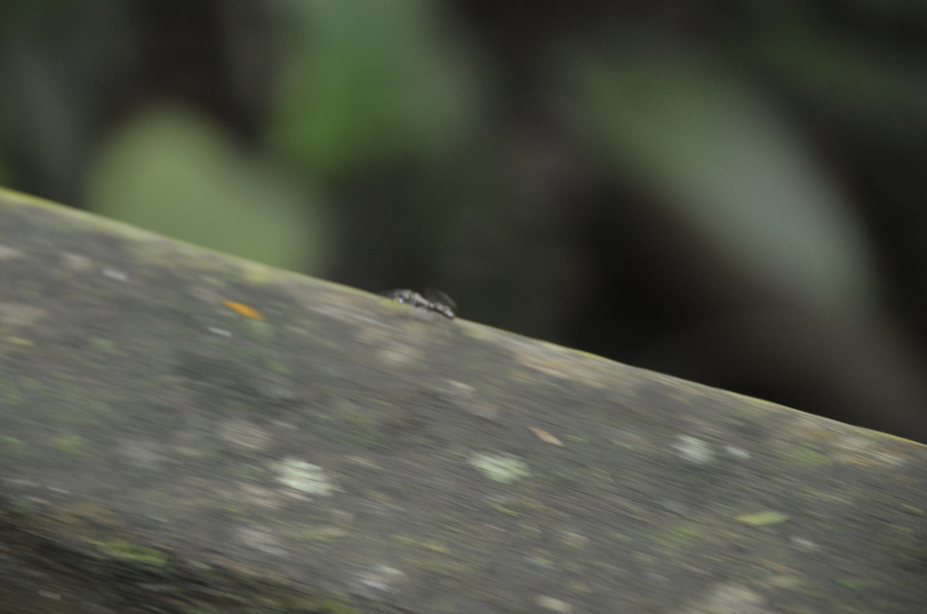Foetida-group Panther Ants from Limón Province, Pococí, Costa Rica on ...