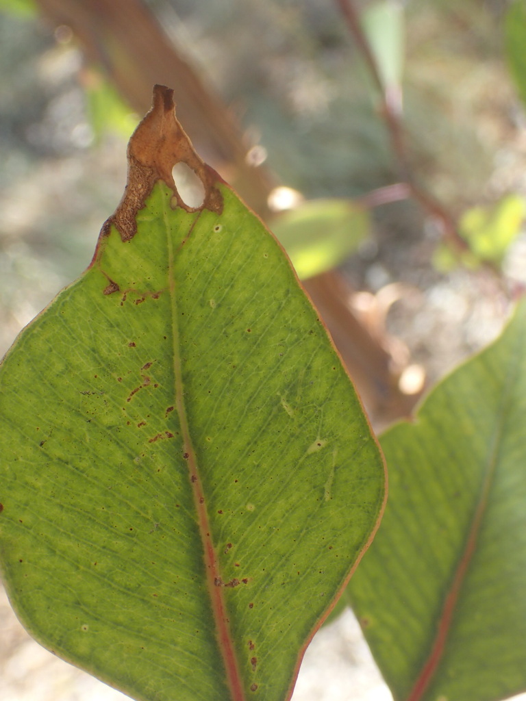 Shield-bearing Moths from Perth WA, Australia on March 5, 2024 at 10:14 ...