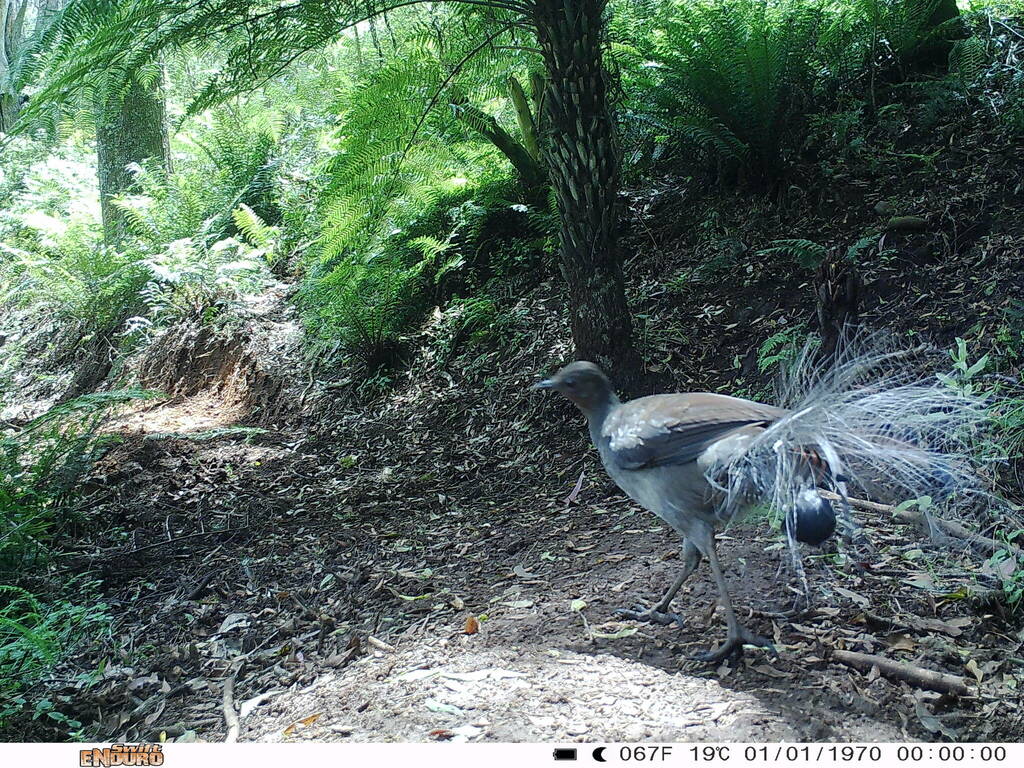 Superb Lyrebird from Erica VIC 3825, Australia on December 28, 2023 by ...