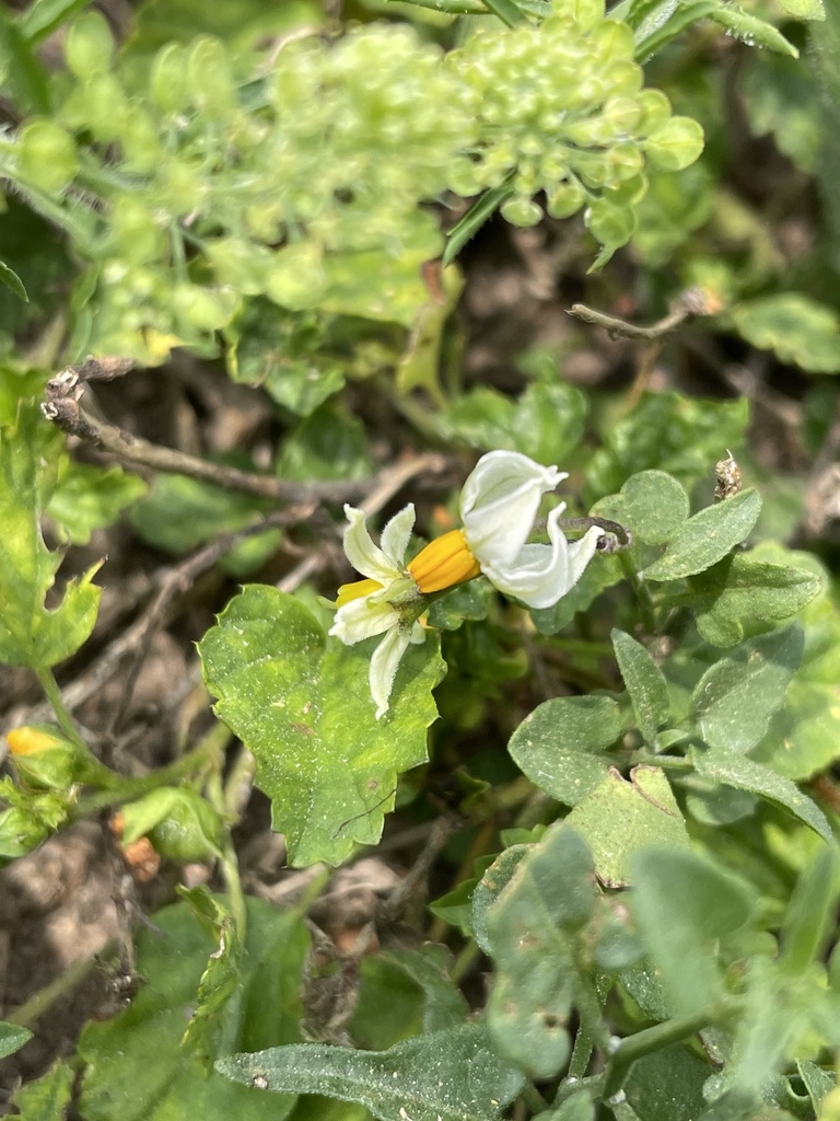 Texas nightshade from W Stone St, Weslaco, TX, US on March 14, 2024 at ...