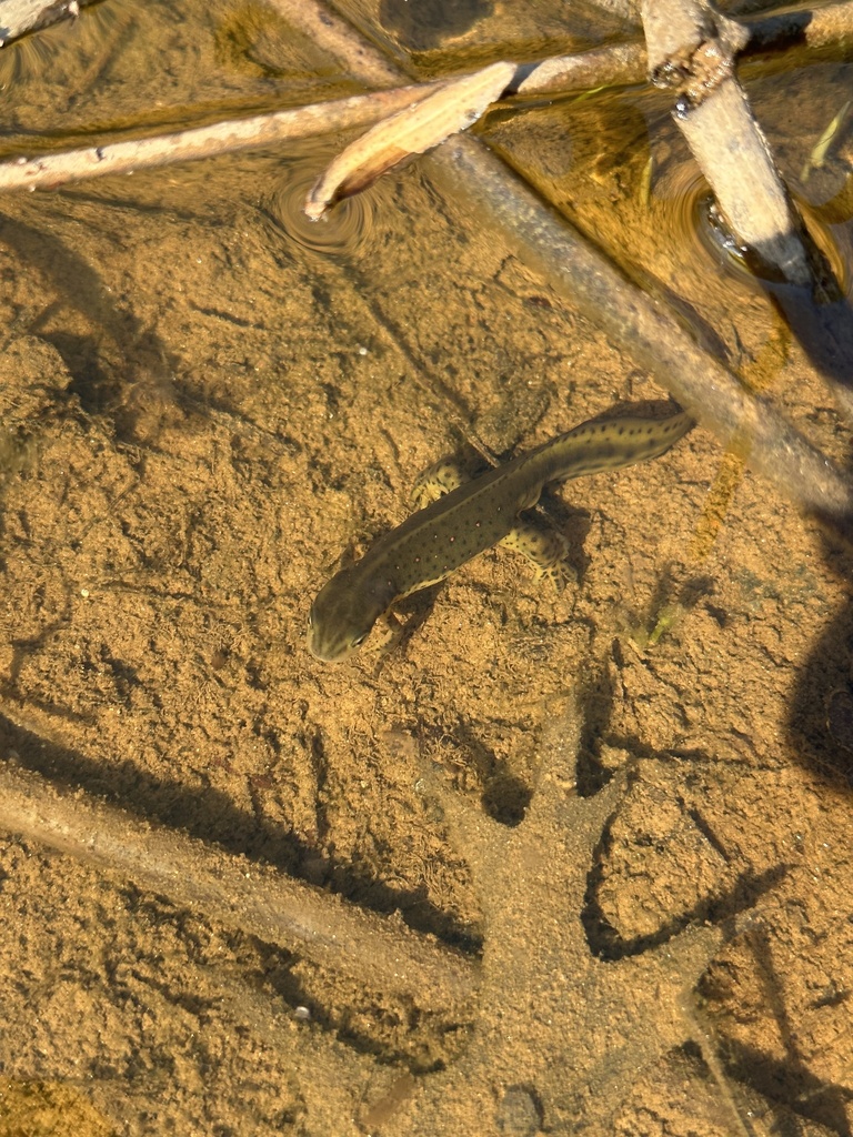 Eastern Newt from Pisgah National Forest, Candler, NC, US on March 14 ...