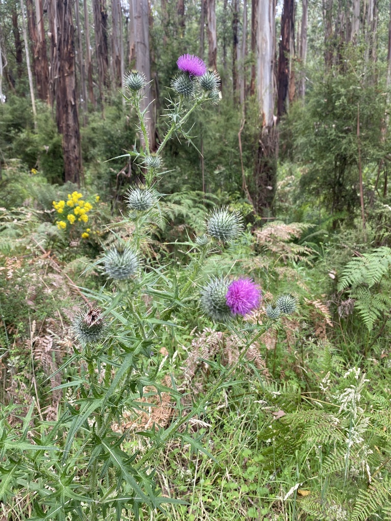Bull Thistle from Erica VIC 3825, Australia on January 20, 2024 at 05: ...