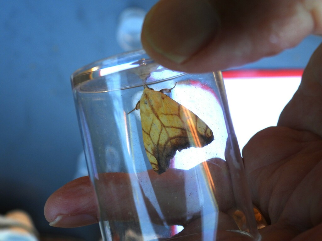 Transverse moth from Lismore NSW 2480, Australia on March 14, 2024 at ...